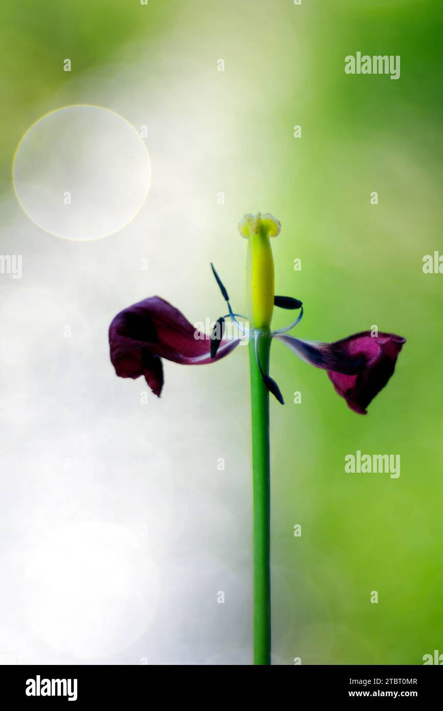 Faded tulip against the light hi-res stock photography and images - Alamy