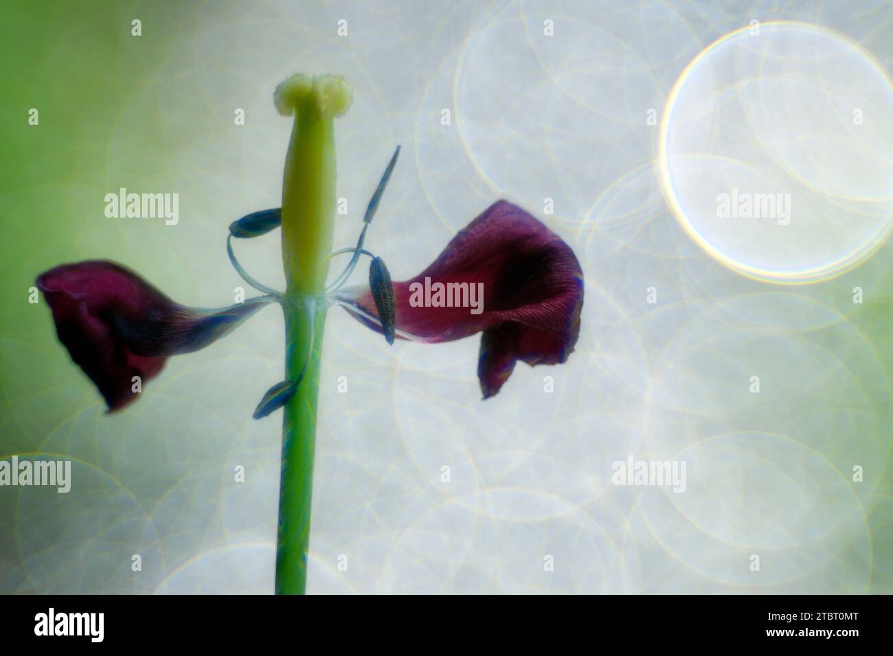 Faded tulip against the light hi-res stock photography and images - Alamy