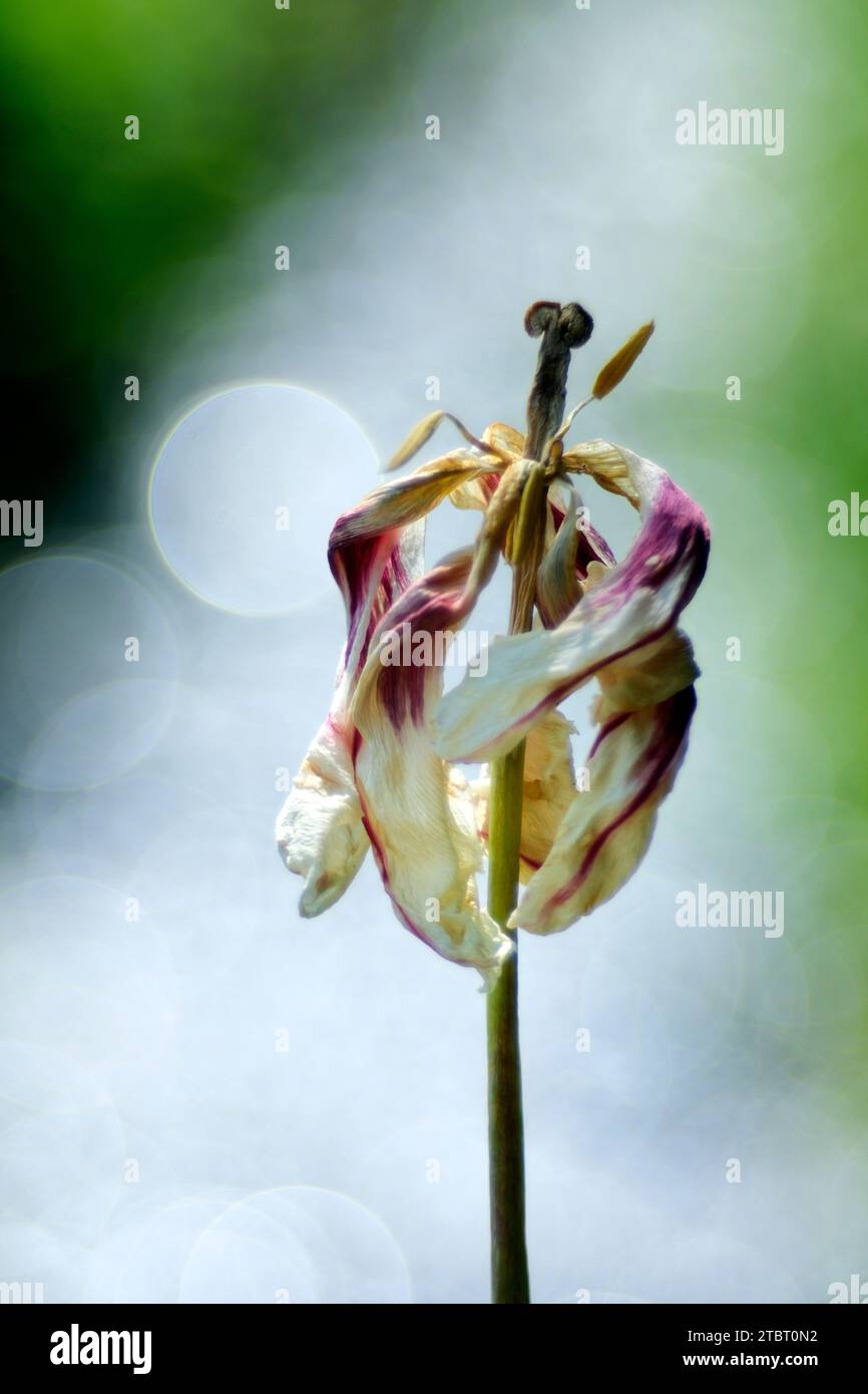 Faded tulip against the light hi-res stock photography and images - Alamy