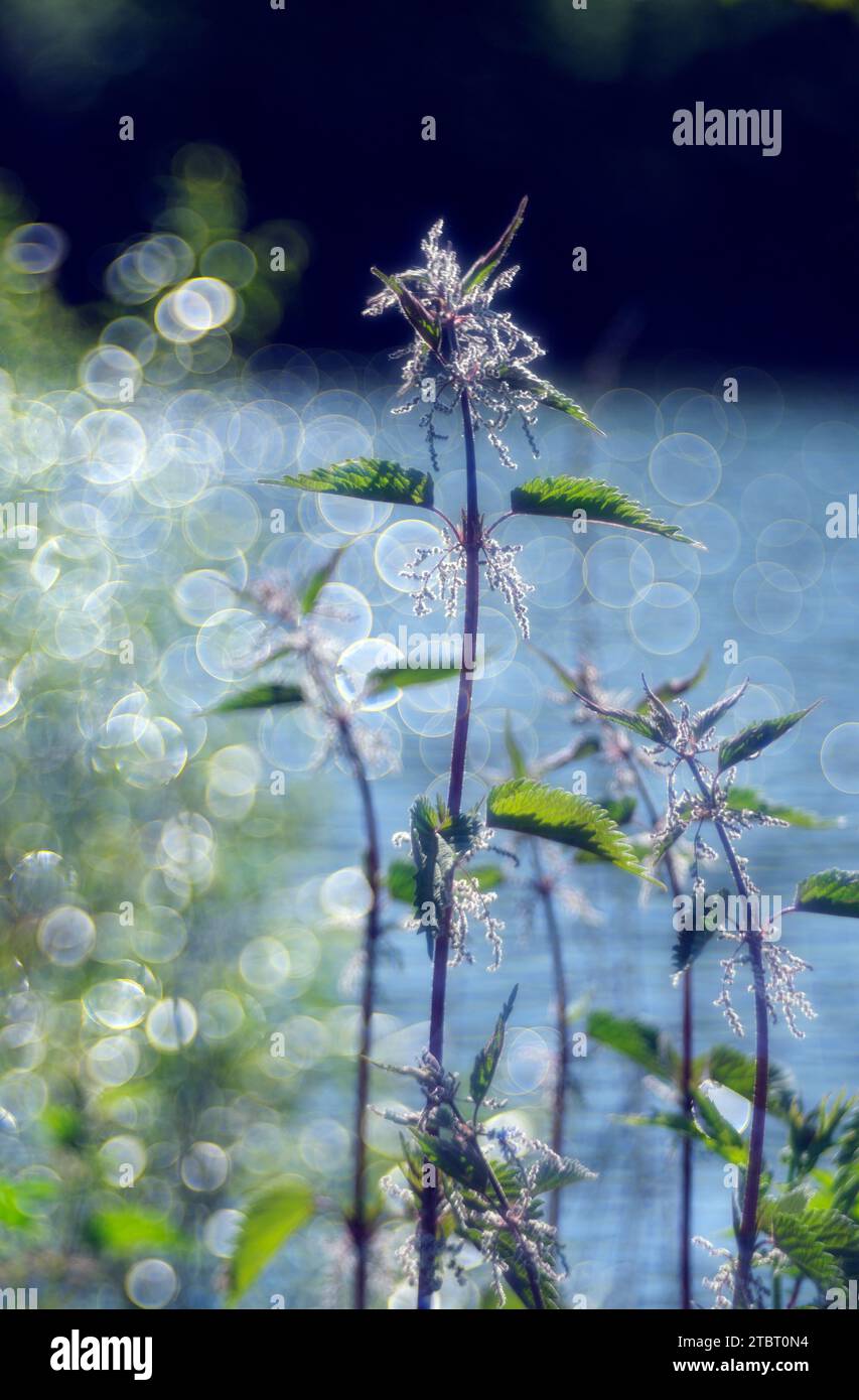 Perfsee hi-res stock photography and images - Alamy