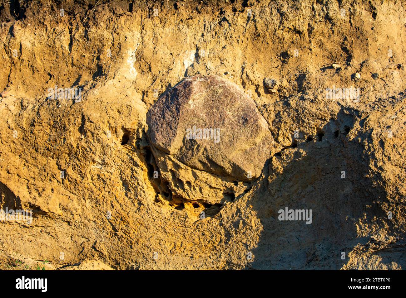 Sand Martins breeding caves on the cliffs on the island of Poel ...