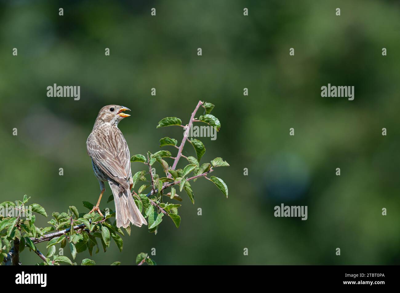 Egyptian bunting (Emberiza calandra) on green leafy tree branch. Green ...