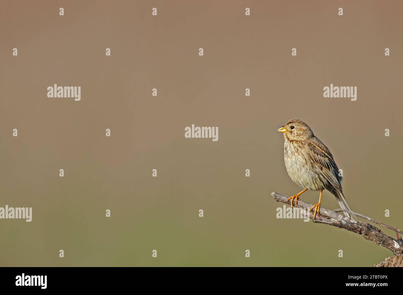 Egyptian bunting (Emberiza calandra) on dry tree branch. Blurred ...