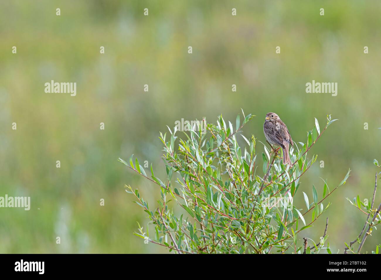Egyptian bunting (Emberiza calandra) on green leafy tree branch. Green ...