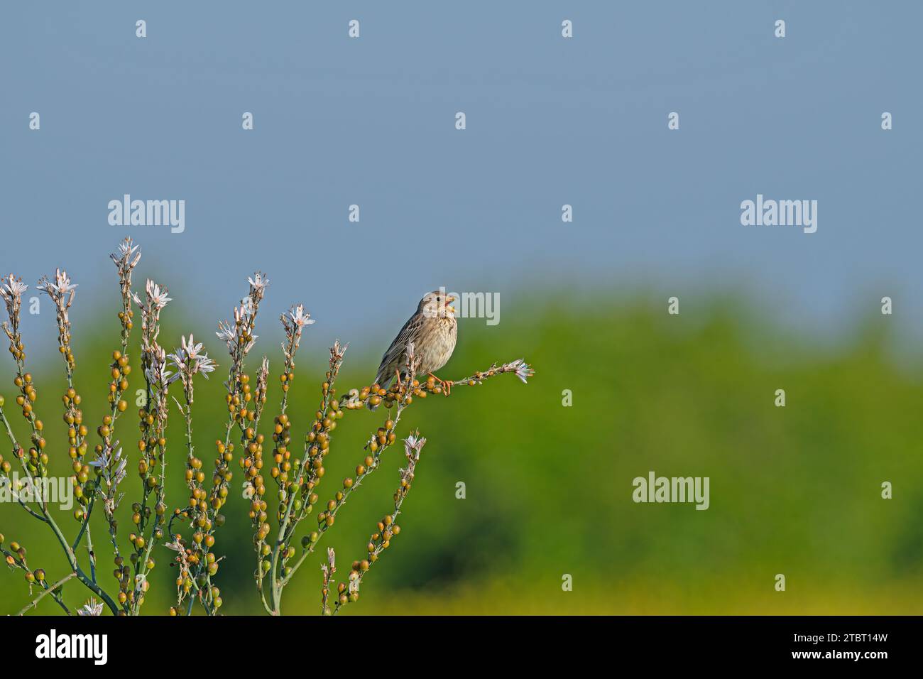Egyptian bunting (Emberiza calandra) singing over flowering plants in ...