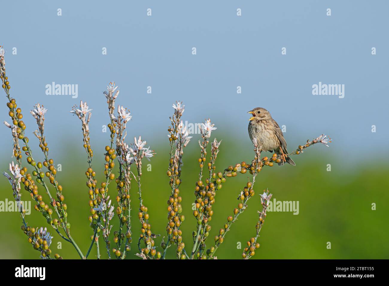 Egyptian bunting (Emberiza calandra) singing over flowering plants in ...