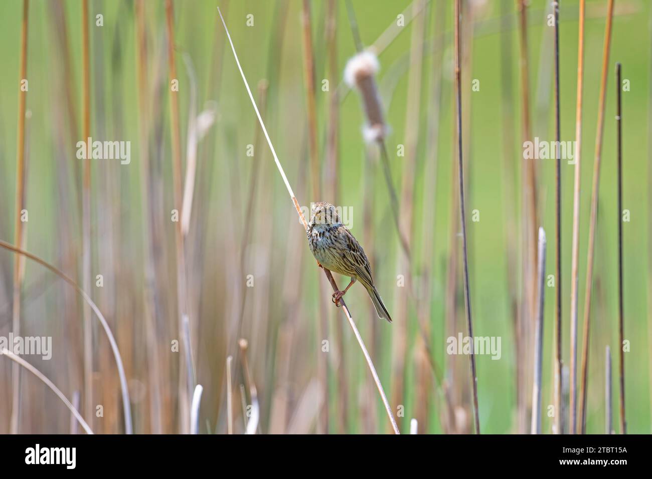 Egyptian field of reeds hi-res stock photography and images - Alamy