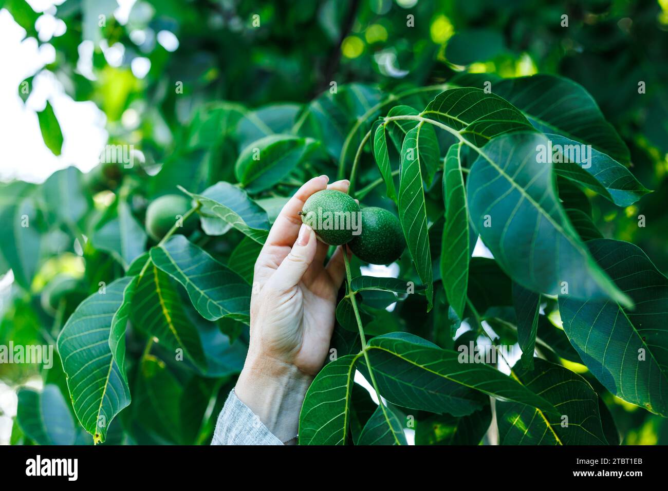Female farmer picking unripe walnut from nut tree. Healthy food from ...