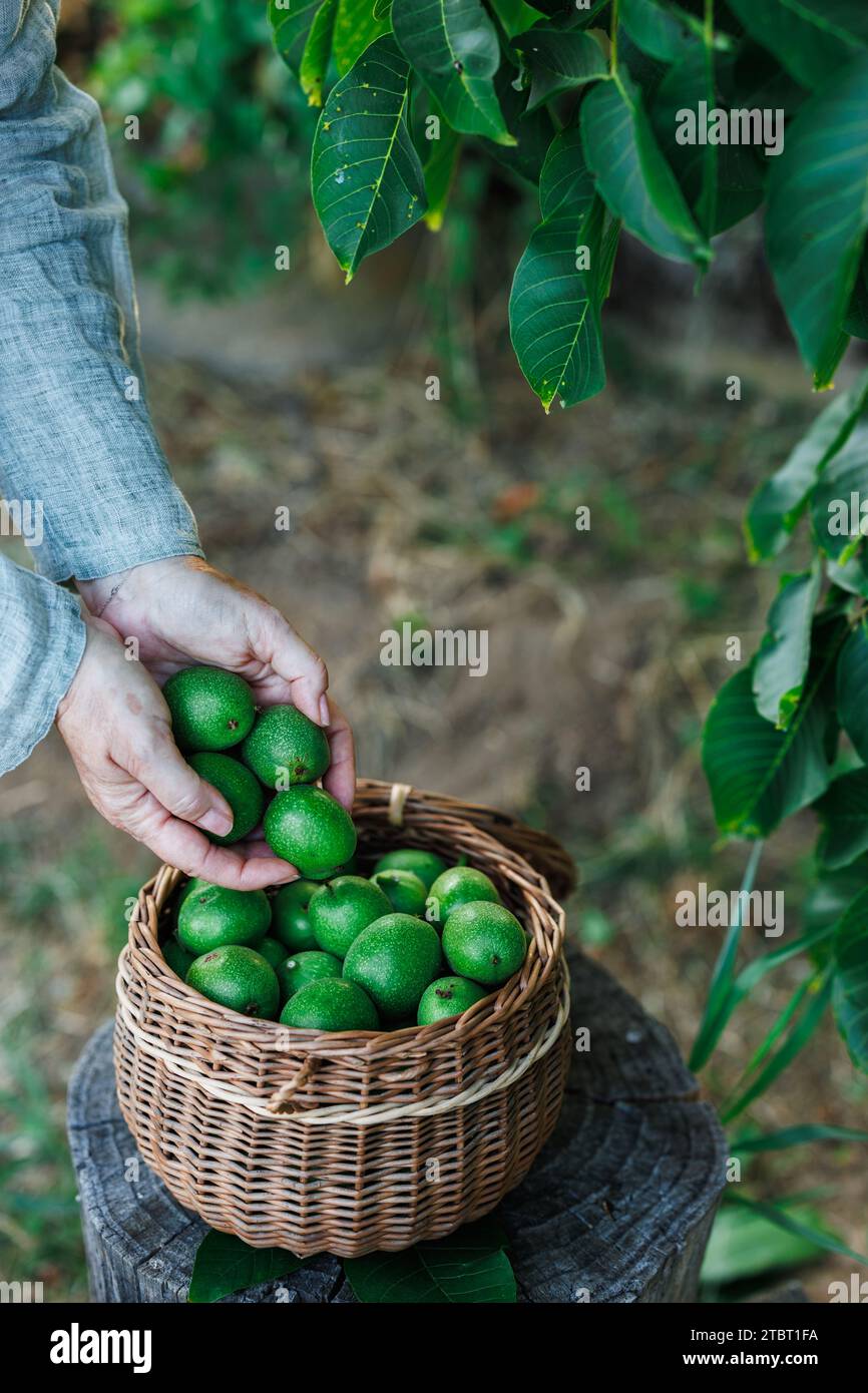 Farmer harvesting unripe walnut into wicker basket. Healthy food from ...