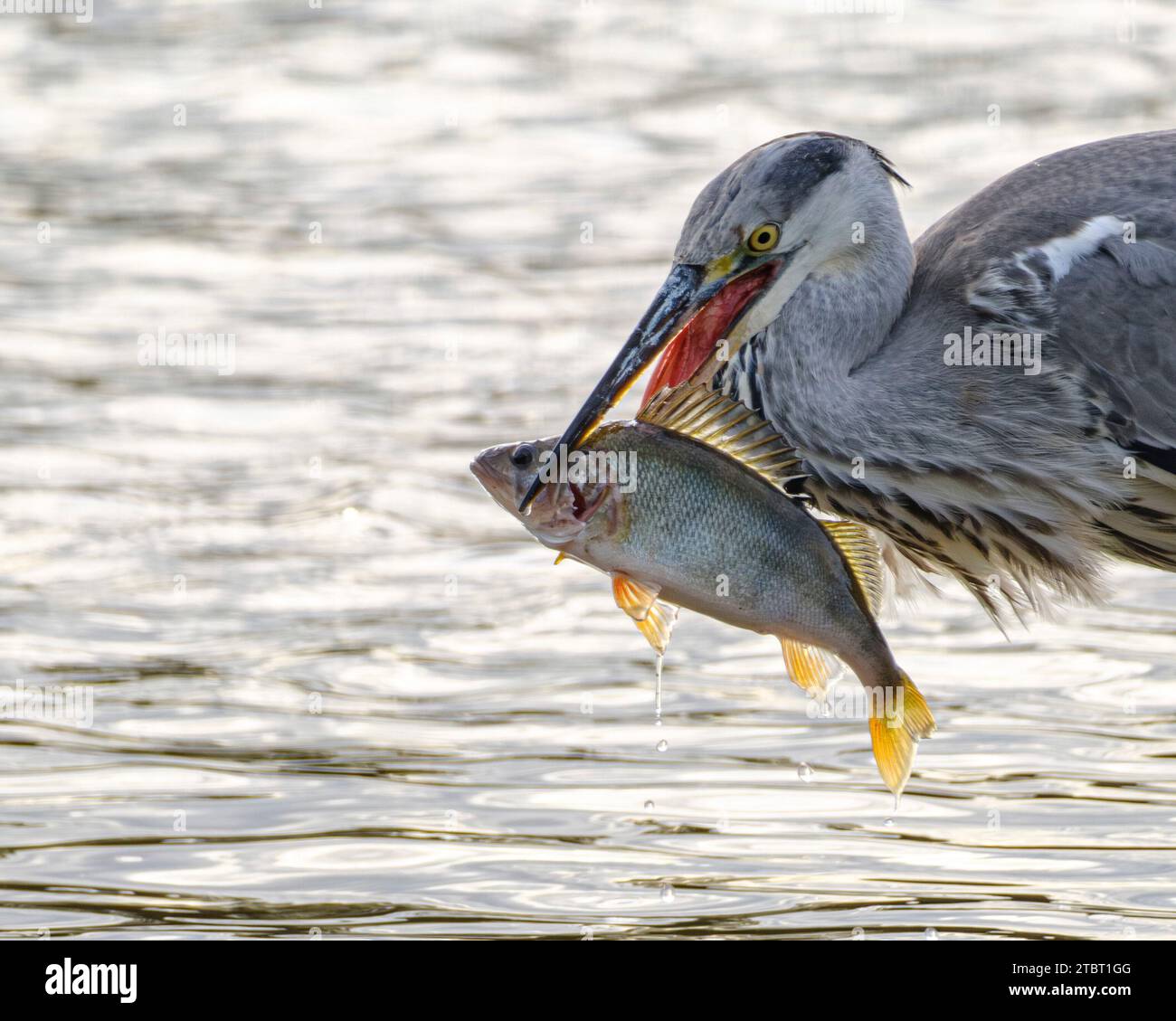 Grey heron with fat perch hi-res stock photography and images - Alamy