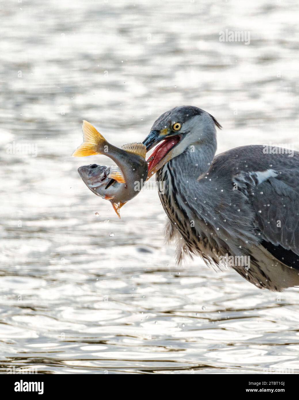 Grey heron with fat perch hi-res stock photography and images - Alamy