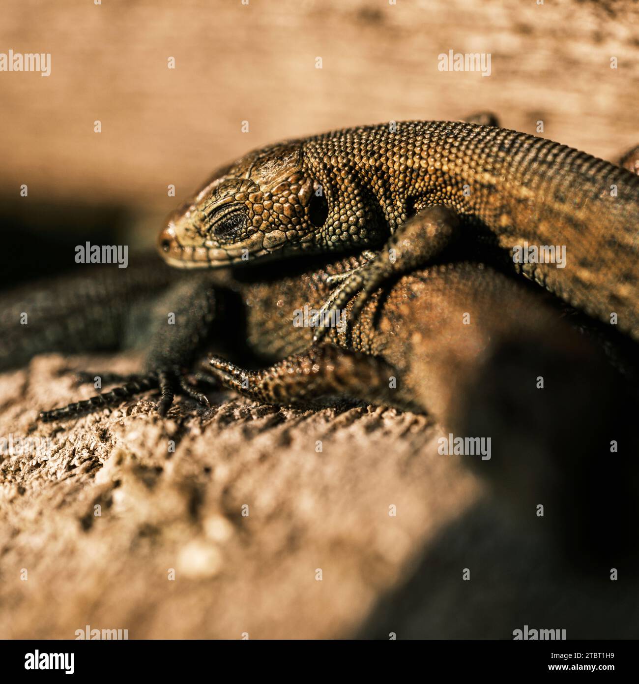Lizards hi-res stock photography and images - Alamy