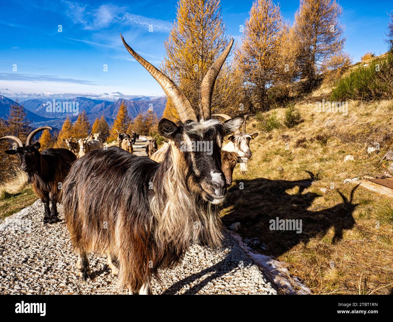 Close-up of a goat in the italian alps Stock Photo - Alamy