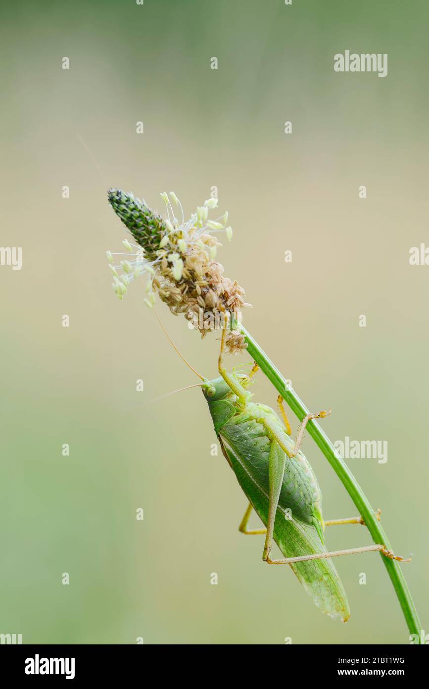 great green bush cricket (Tettigonia viridissima), male on ribwort ...