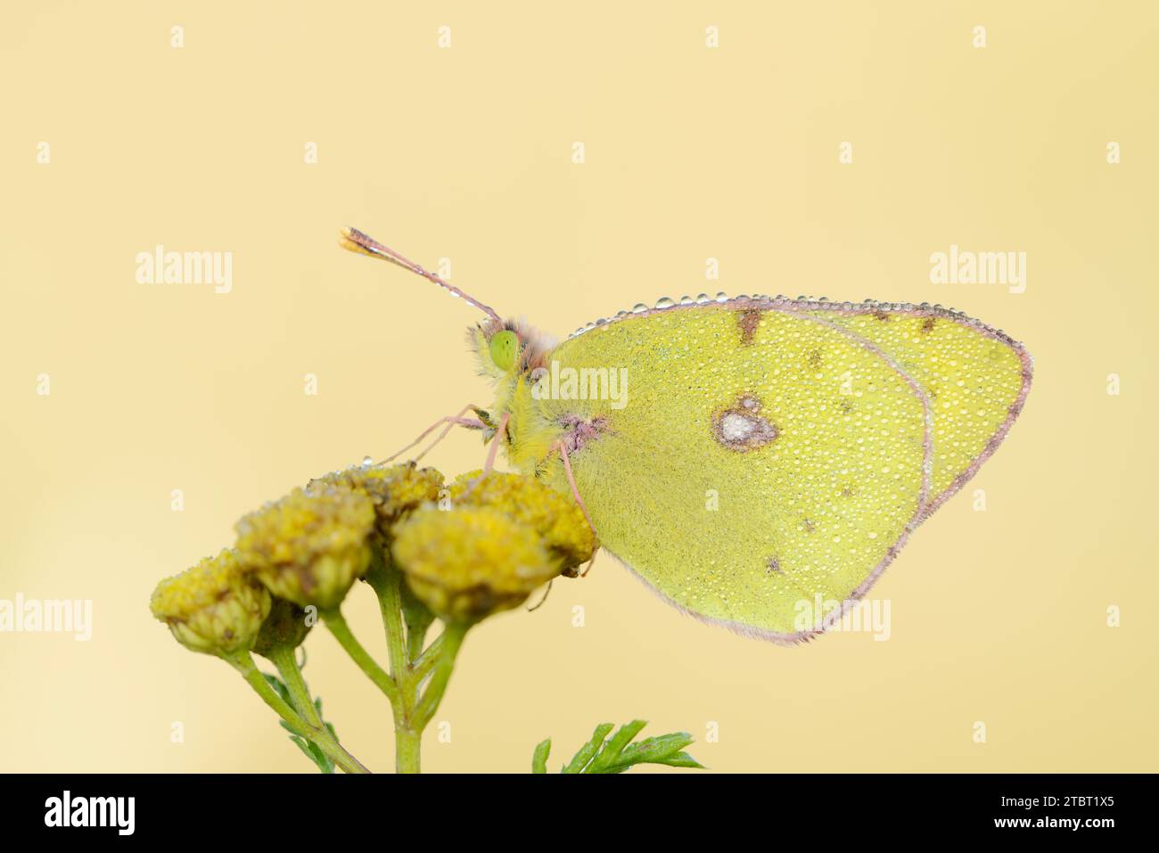 Golden eight colias hyale on flowers of tansy tanacetum vulgare hi-res ...