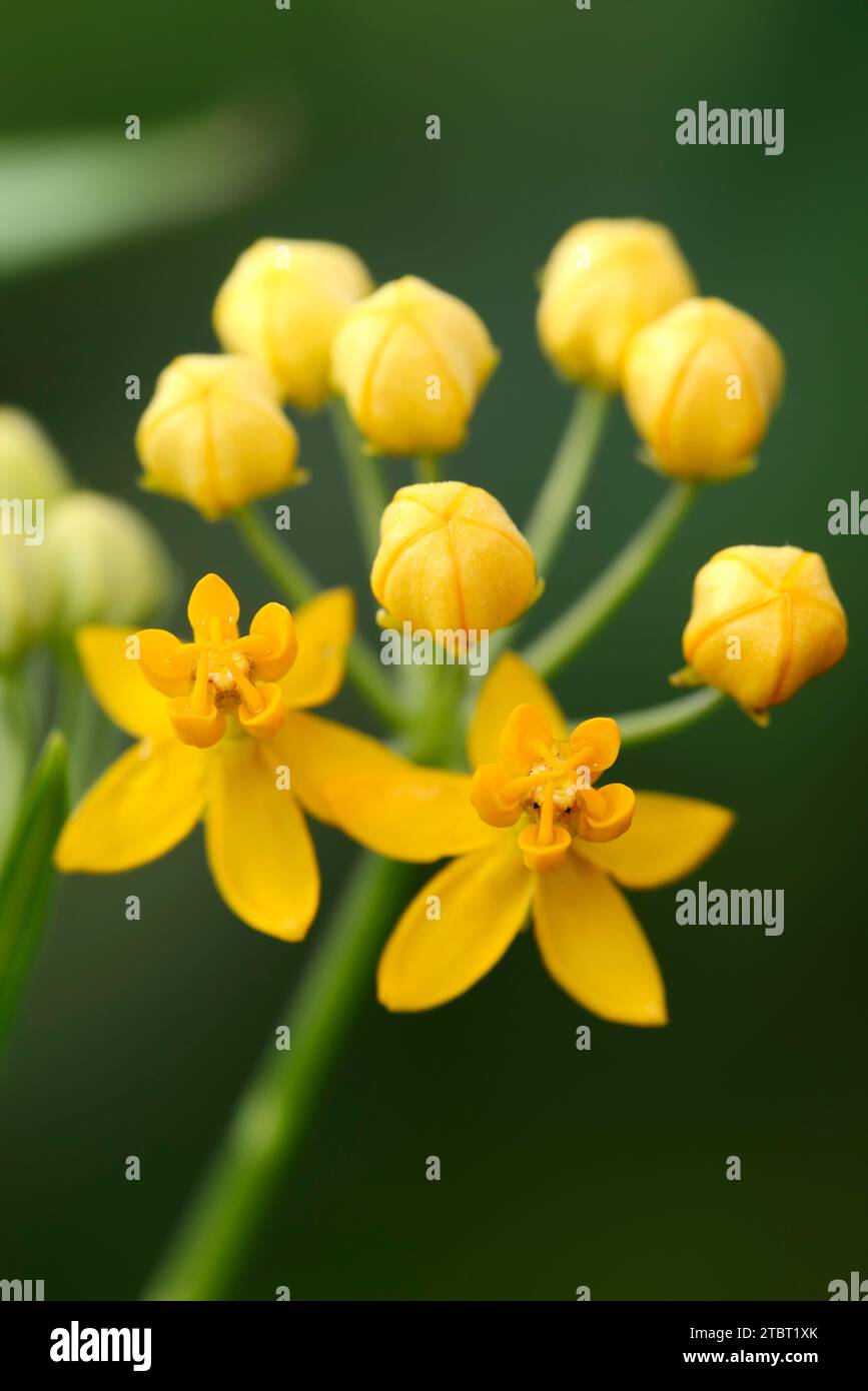 Indian milkweed hi-res stock photography and images - Alamy