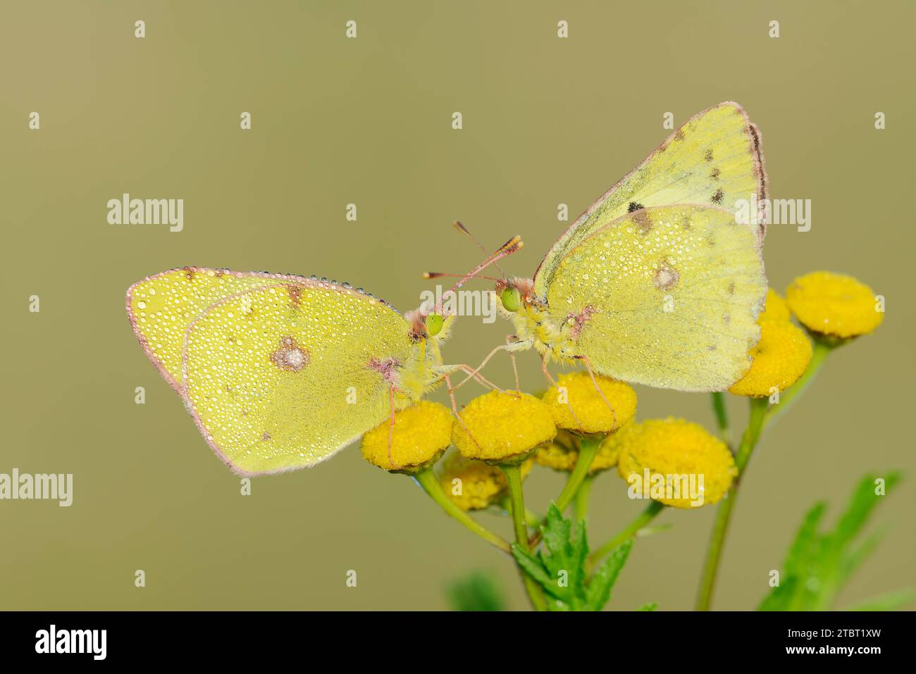 Golden eight colias hyale on flowers of tansy tanacetum vulgare hi-res ...