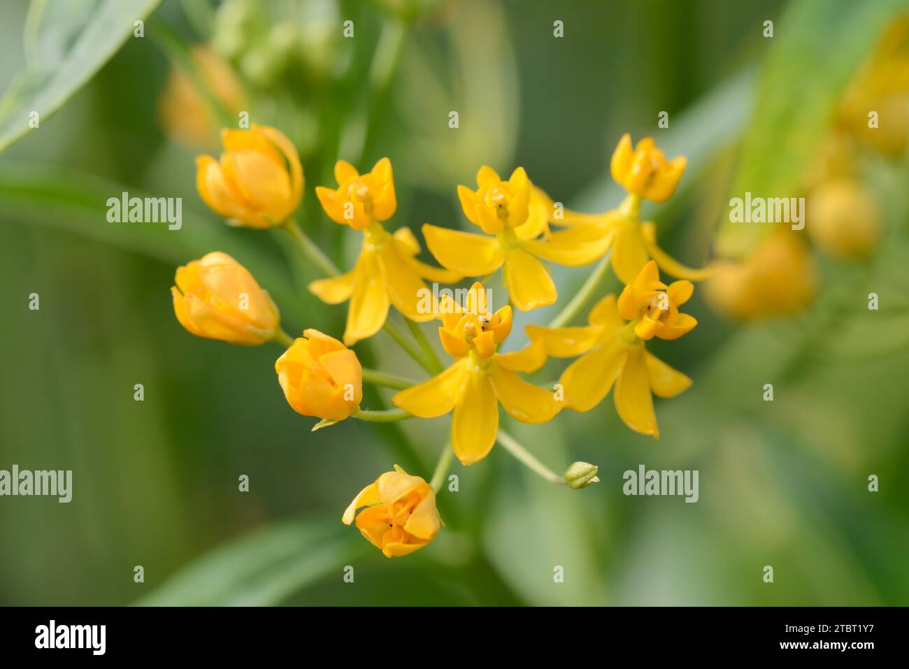Indian milkweed 'Silky Gold' (Asclepias curassavica), flowers Stock ...