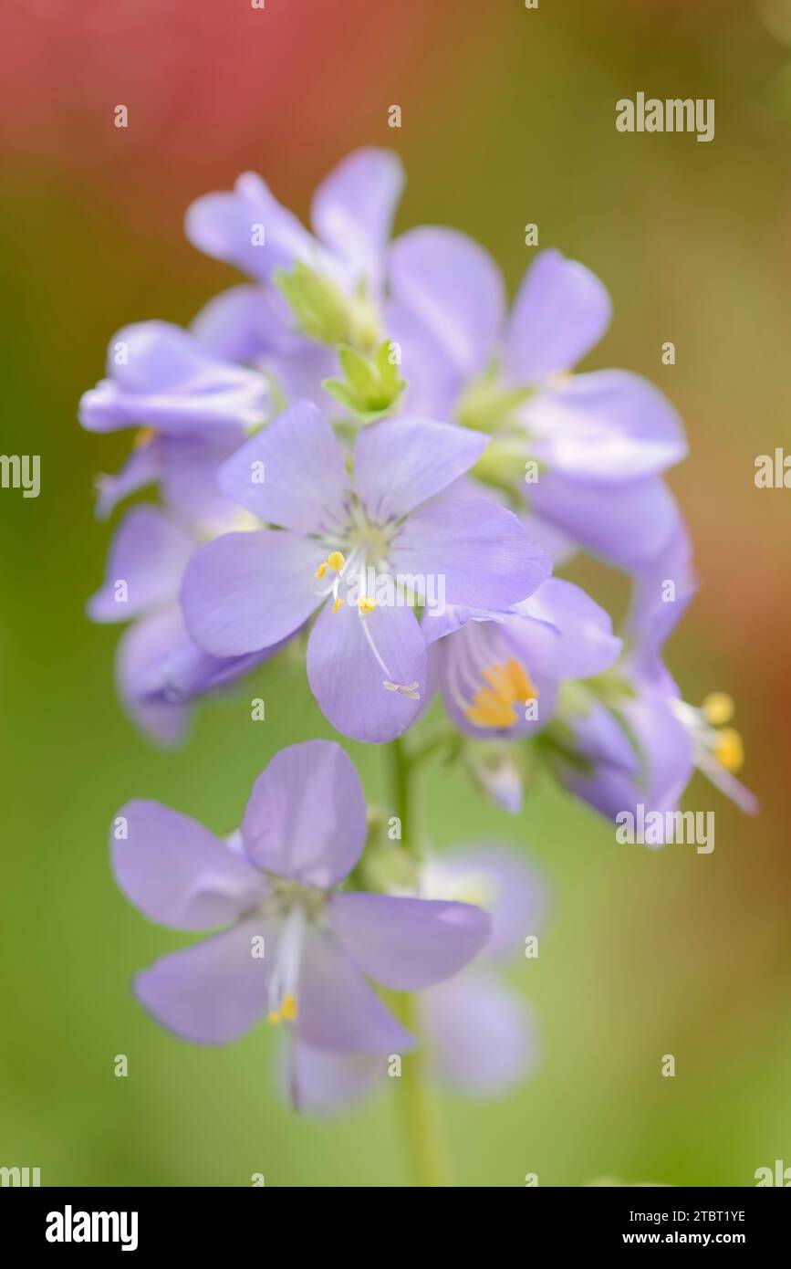 Polemonium caeruleum hi-res stock photography and images - Alamy