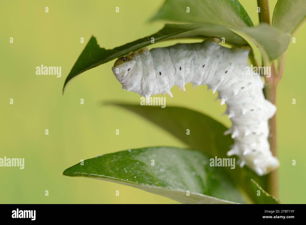 Tree of God moth or Ailanthus moth (Samia cynthia), caterpillar Stock ...