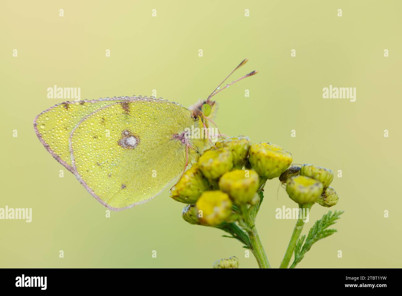 Golden eight (Colias hyale) on flowers of tansy (Tanacetum vulgare ...