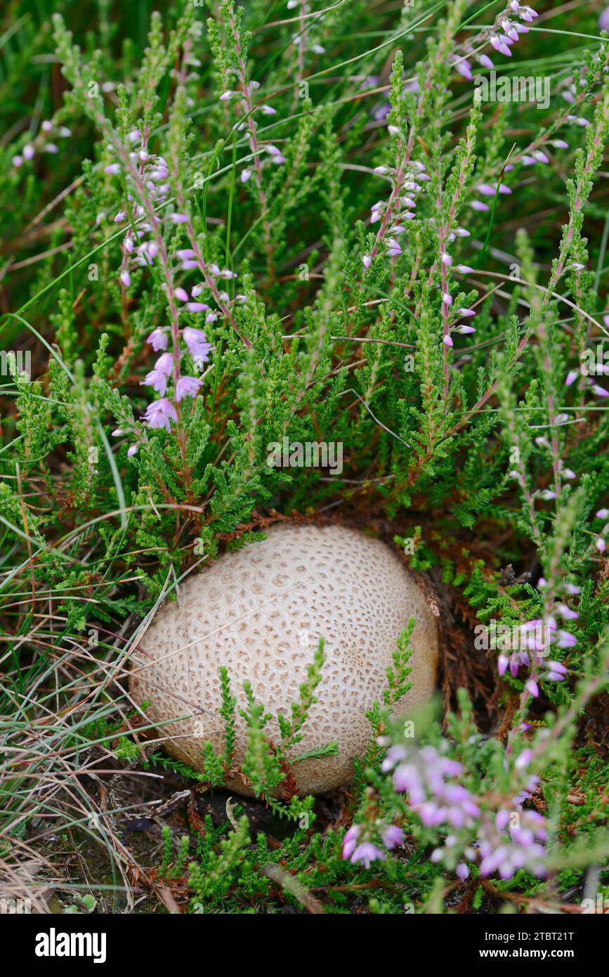 common earthball (Scleroderma citrinum) and common heather (Calluna ...