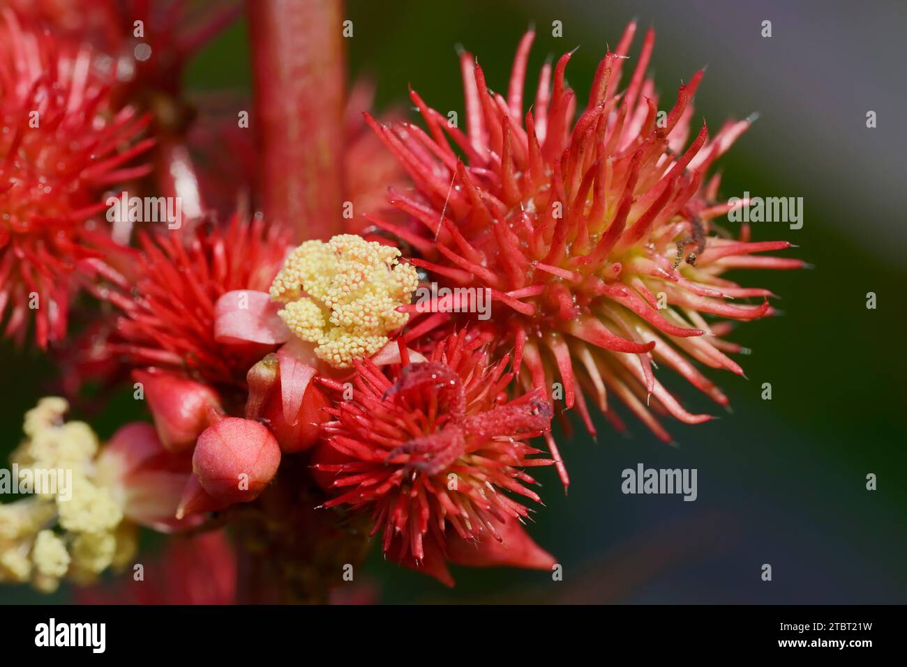 Miracle tree (Ricinus communis), fruit bunch Stock Photo - Alamy