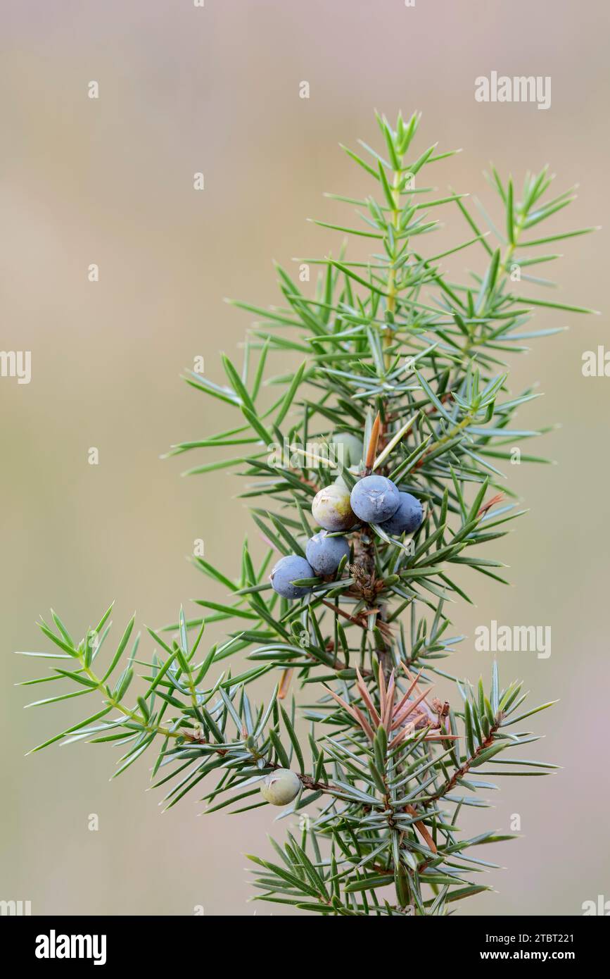 Common juniper (Juniperus communis), branch with fruit, North Rhine ...
