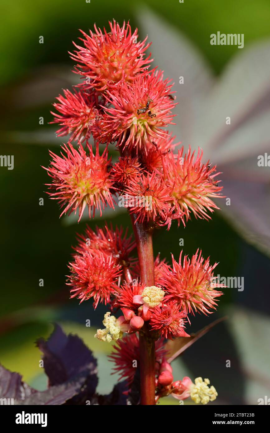 Miracle tree (Ricinus communis), fruit bunch Stock Photo - Alamy