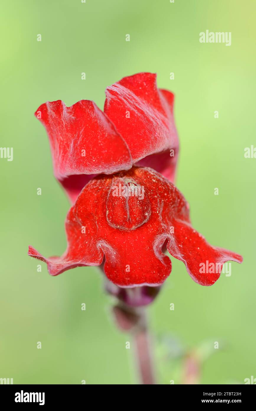 Large snapdragon or garden snapdragon (Antirrhinum majus Stock Photo ...