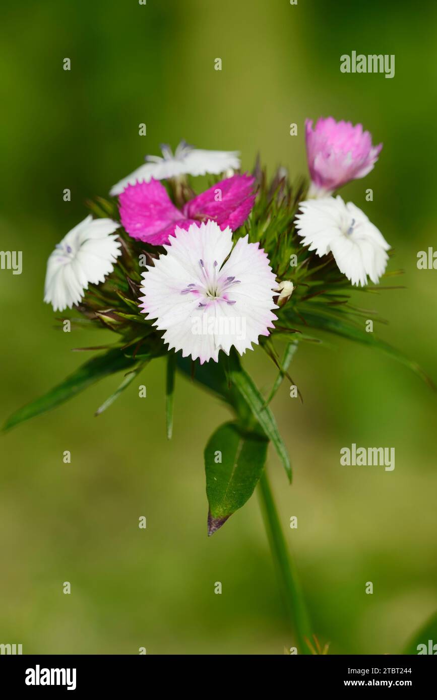 Bearded carnation (Dianthus barbatus Stock Photo - Alamy