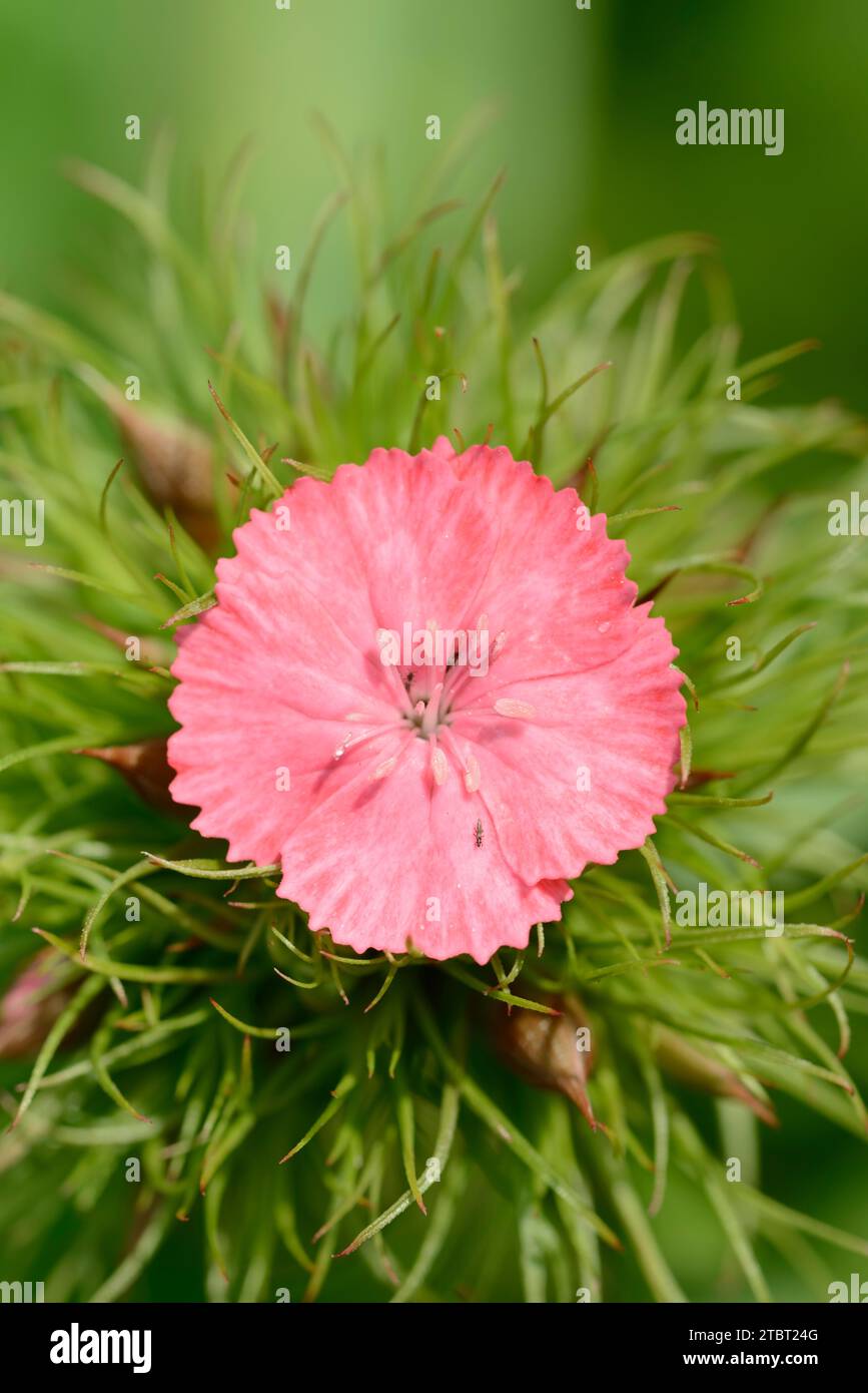 Carnation plants hi-res stock photography and images - Alamy