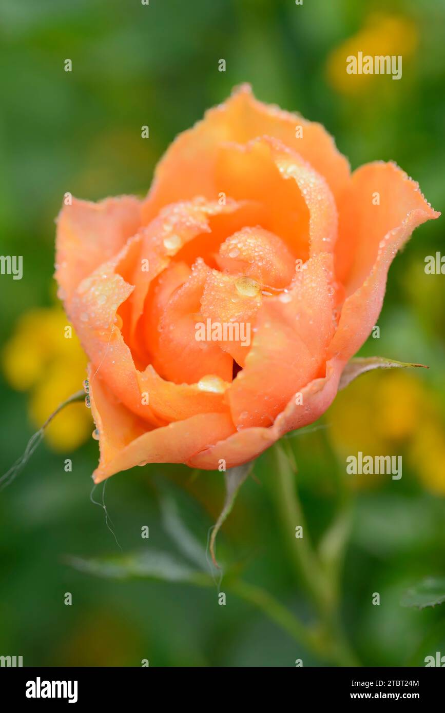 Rosella plant hi-res stock photography and images - Alamy