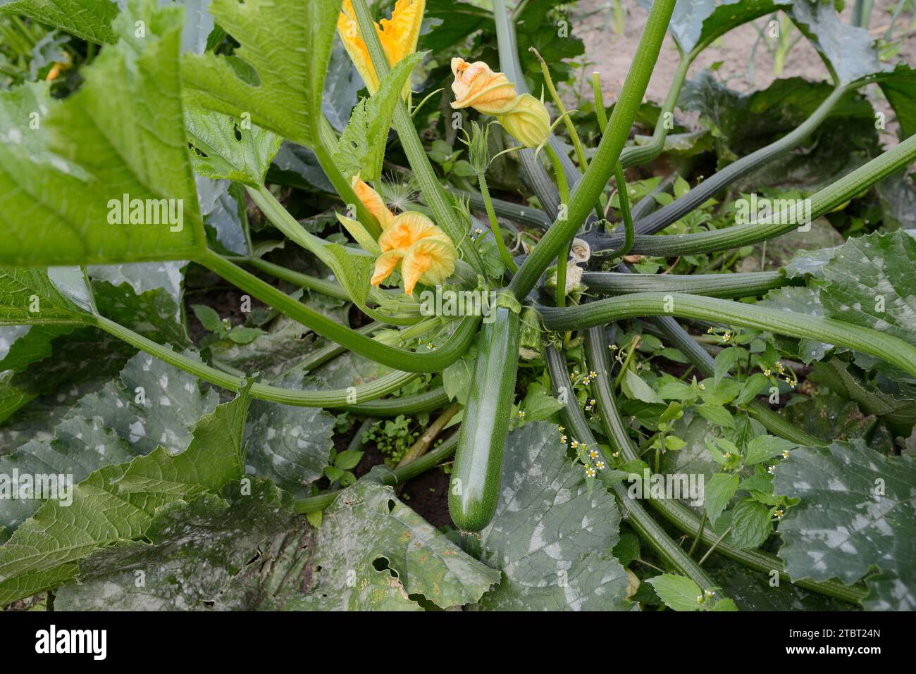 Cucurbita pepo flower hi-res stock photography and images - Alamy