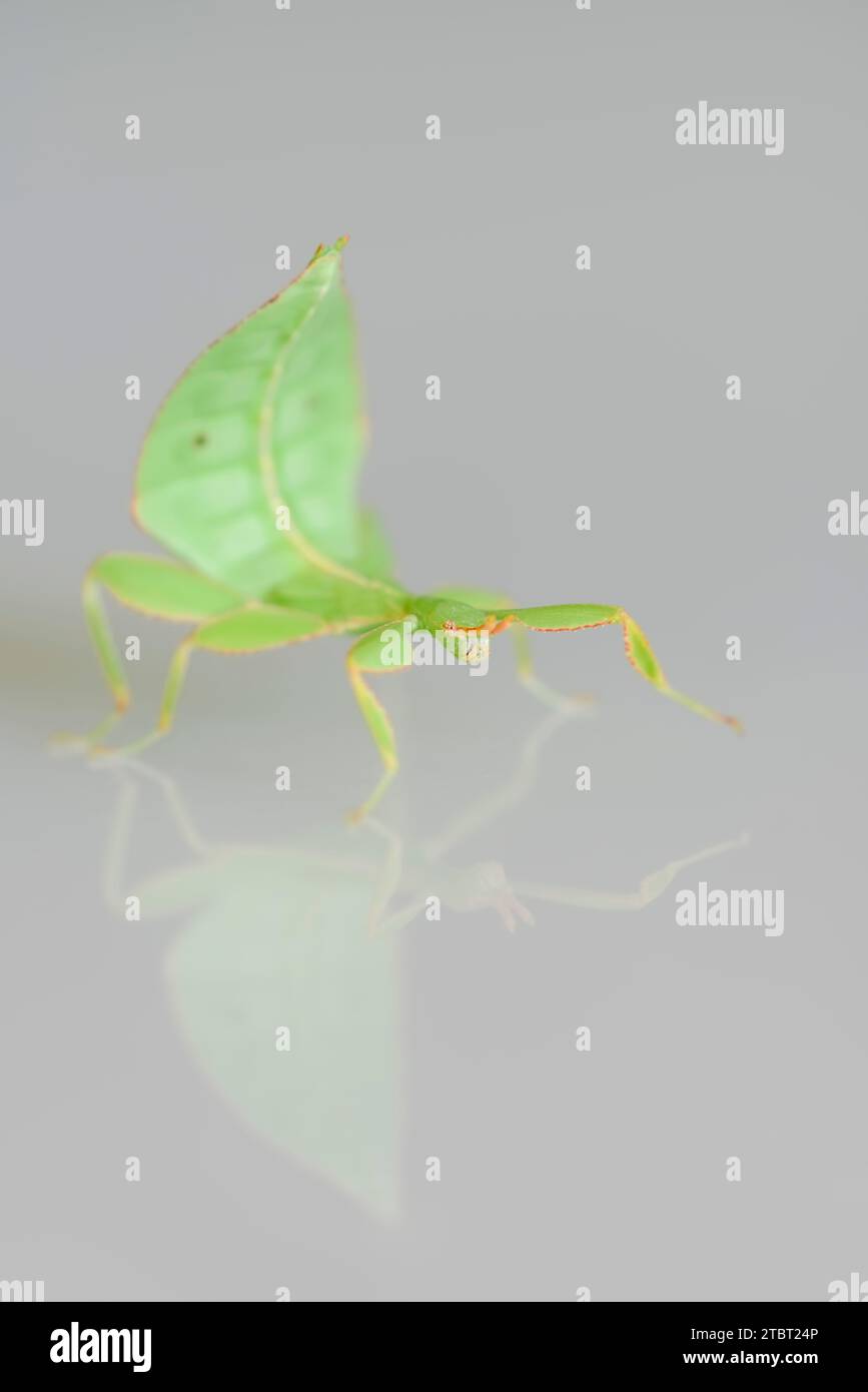 Changing leaf phyllium philippinicum hi-res stock photography and ...