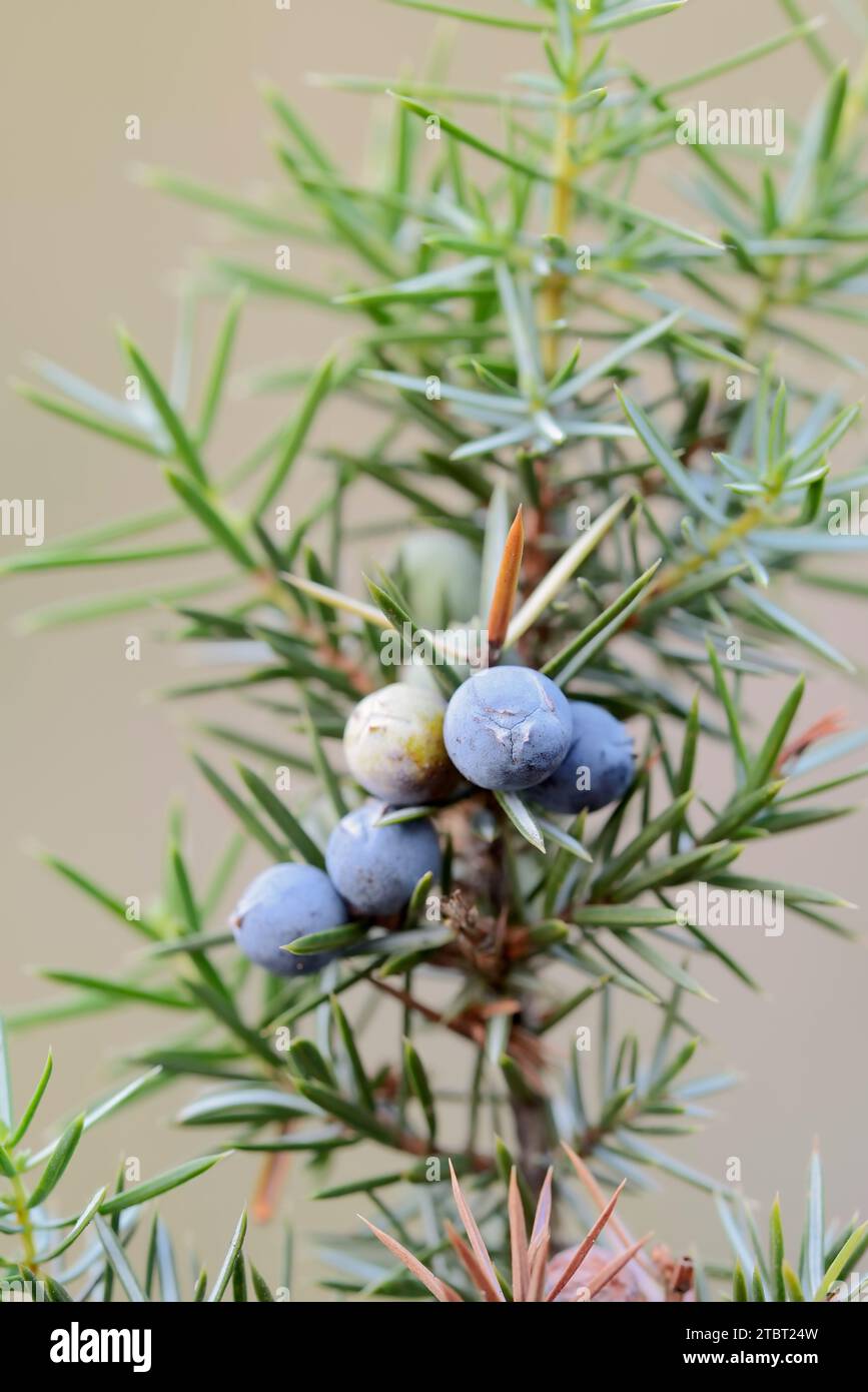 Common juniper (Juniperus communis), branch with fruit, North Rhine ...