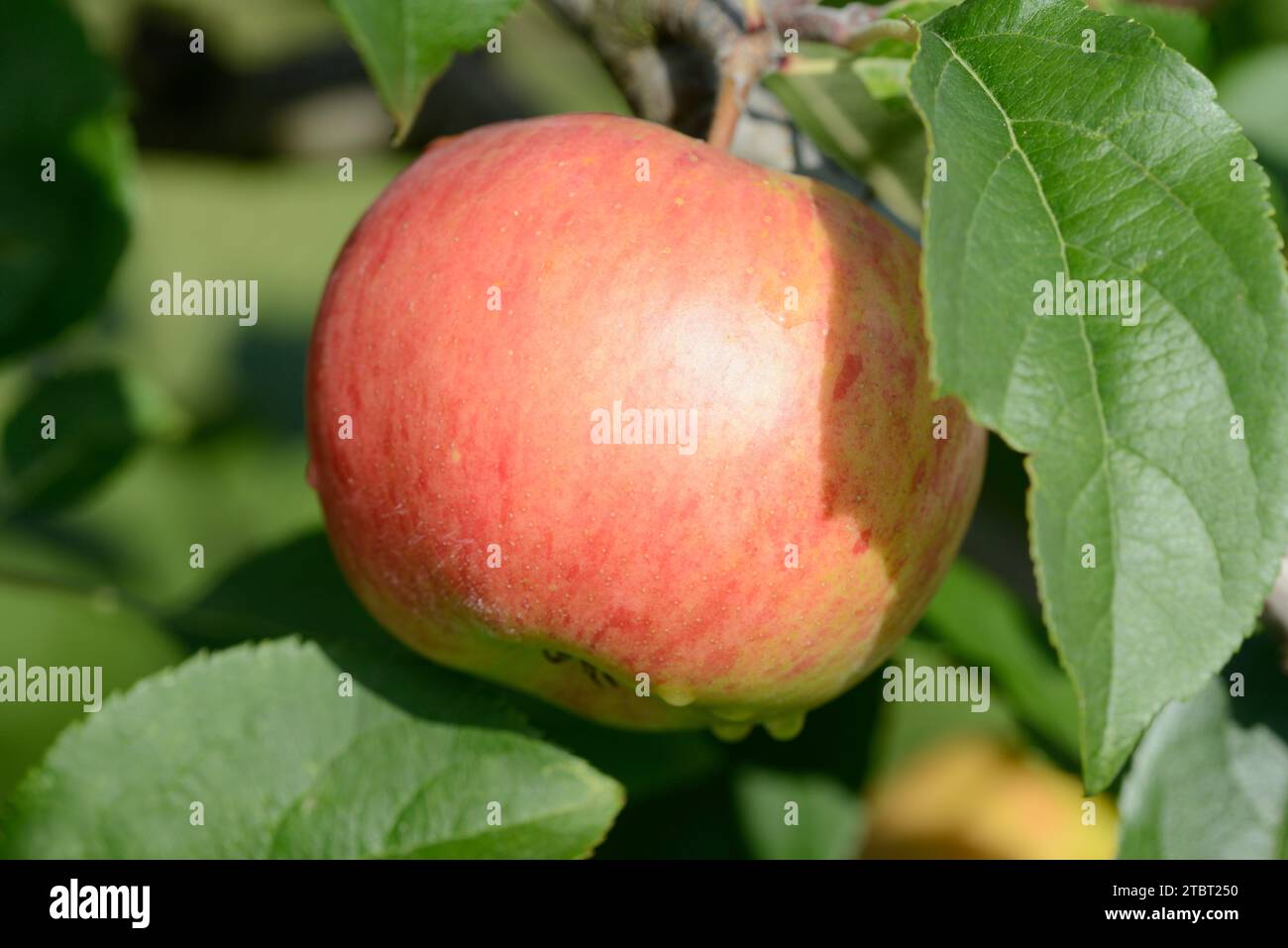 Autumn apple 'Elstar' (Malus domestica), apple variety Elstar, apple on ...