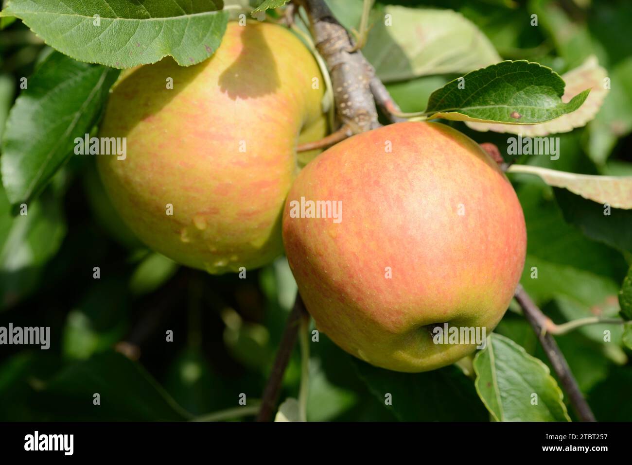 Apple 'Jonagold' (Malus domestica), apple variety Jonagold, apples on ...