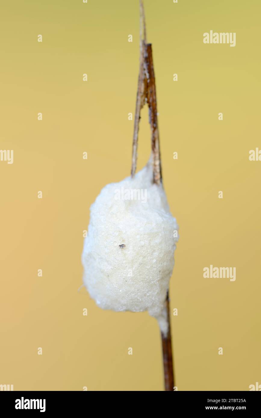 Braconidae wasp (Braconidae), cocoon, North Rhine-Westphalia, Germany ...