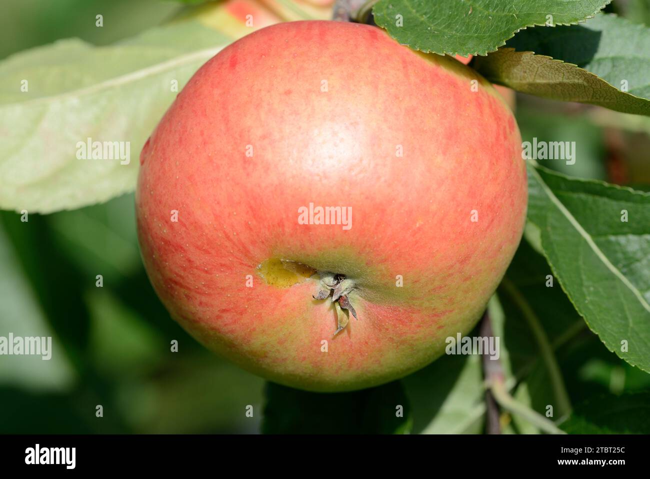 Autumn apple 'Elstar' (Malus domestica), apple variety Elstar, apple on ...