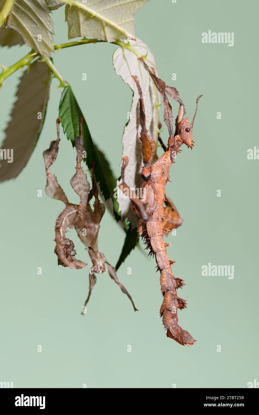 Australian ghost insect (Extatosoma tiaratum), freshly skinned female ...