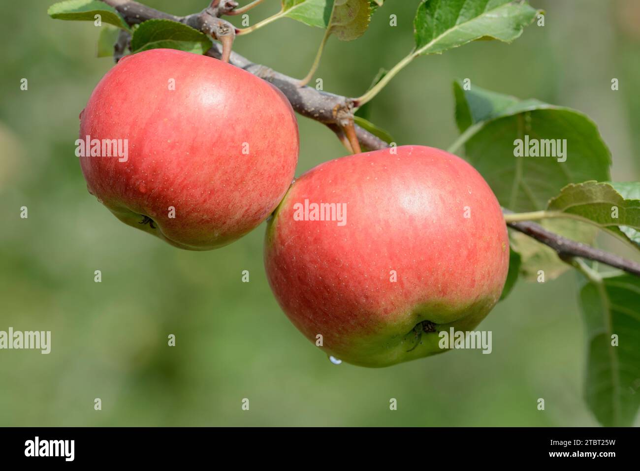 Autumn apple 'Elstar' (Malus domestica), apple variety Elstar, apples ...