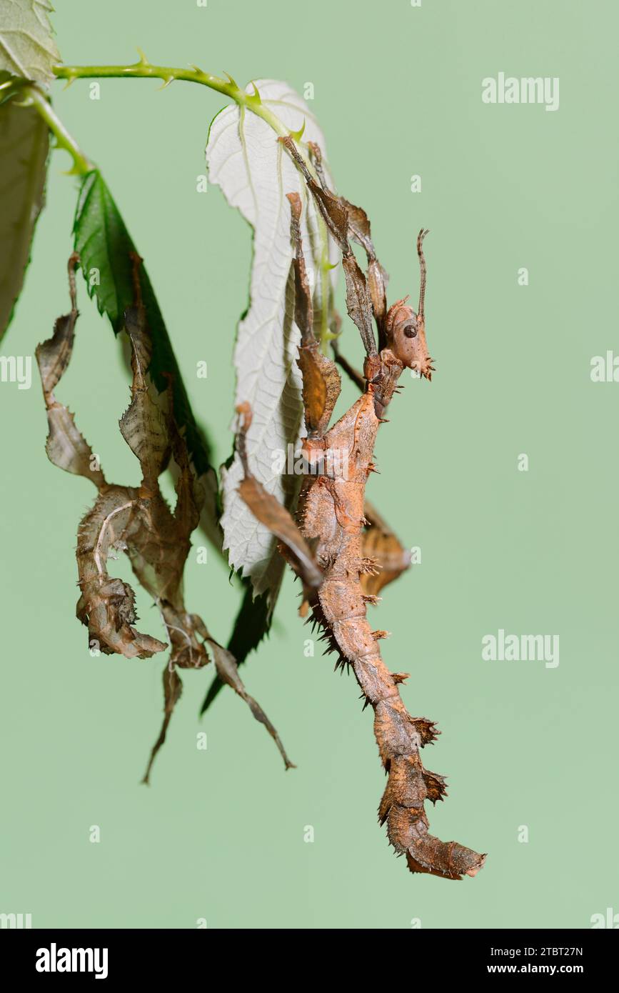 Australian ghost mantis (Extatosoma tiaratum), freshly skinned female ...