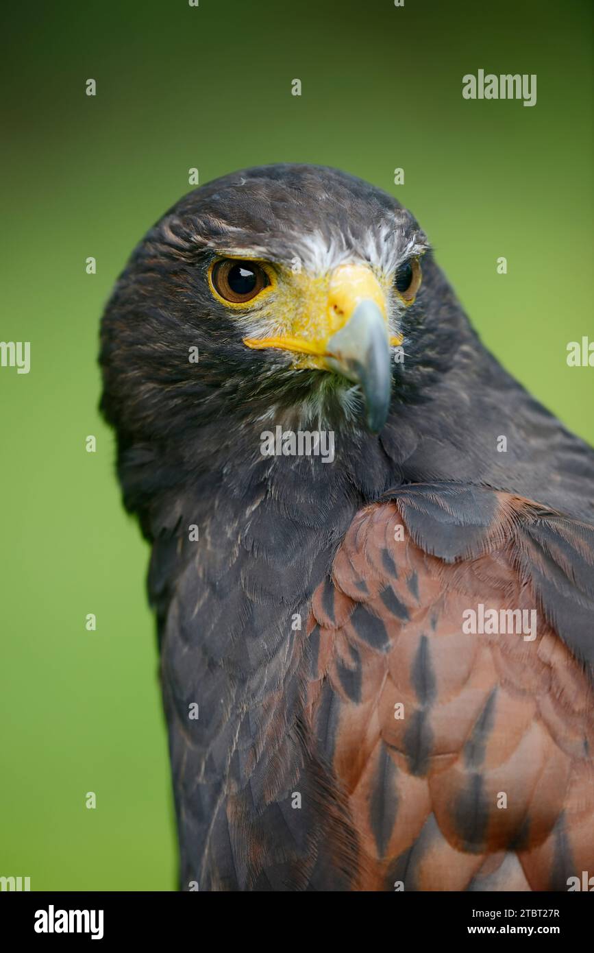 Desert Buzzard (Parabuteo unicinctus), portrait, North Rhine-Westphalia ...
