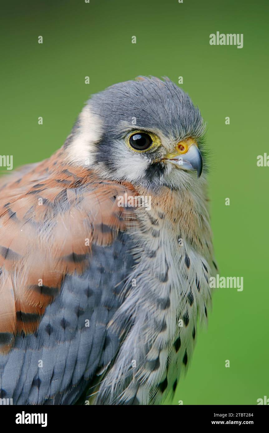 American kestrel (Falco sparverius), male, portrait Stock Photo - Alamy