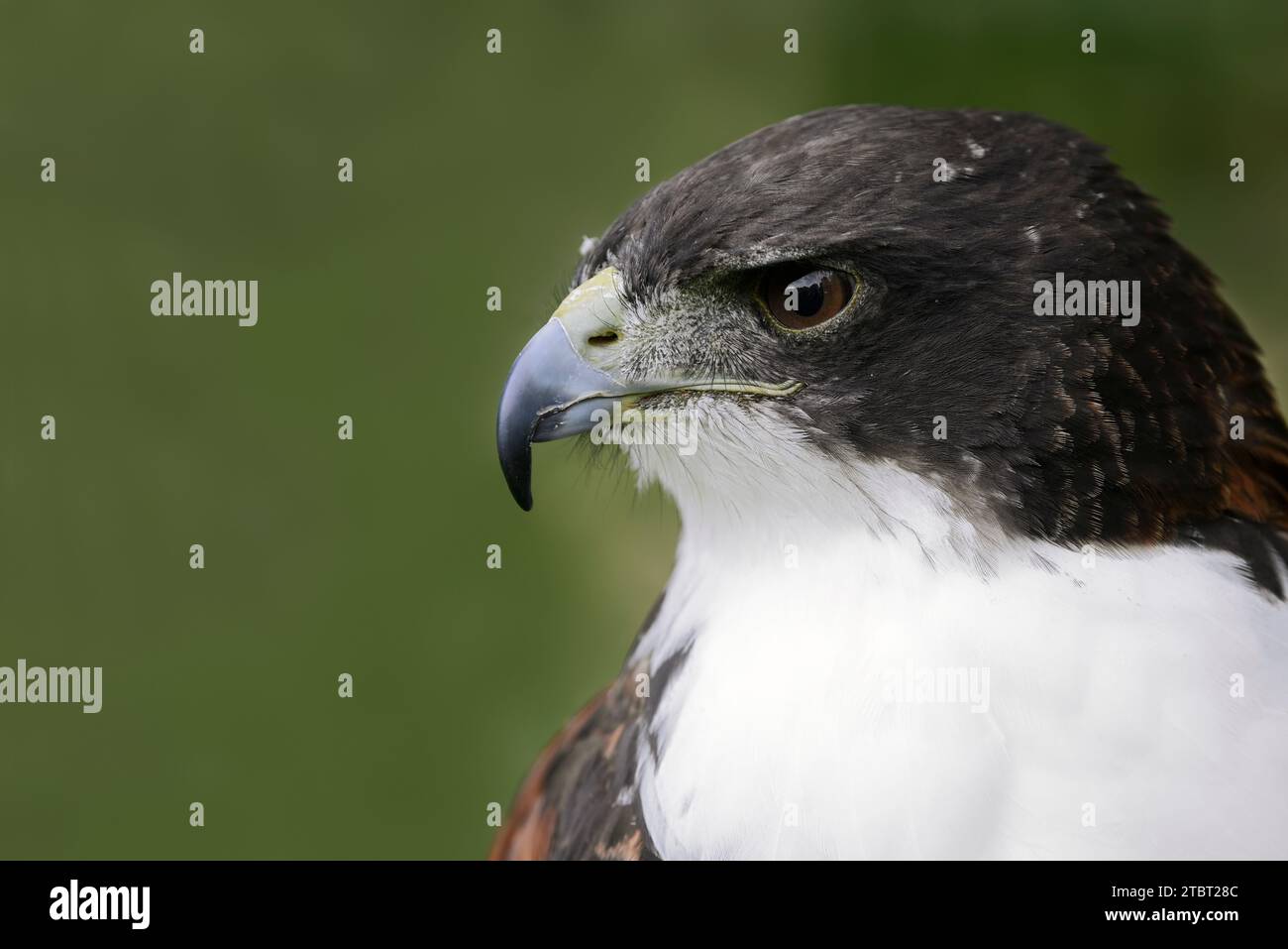 Hybrid between White-tailed Hawk and Red-backed Hawk (Buteo ...