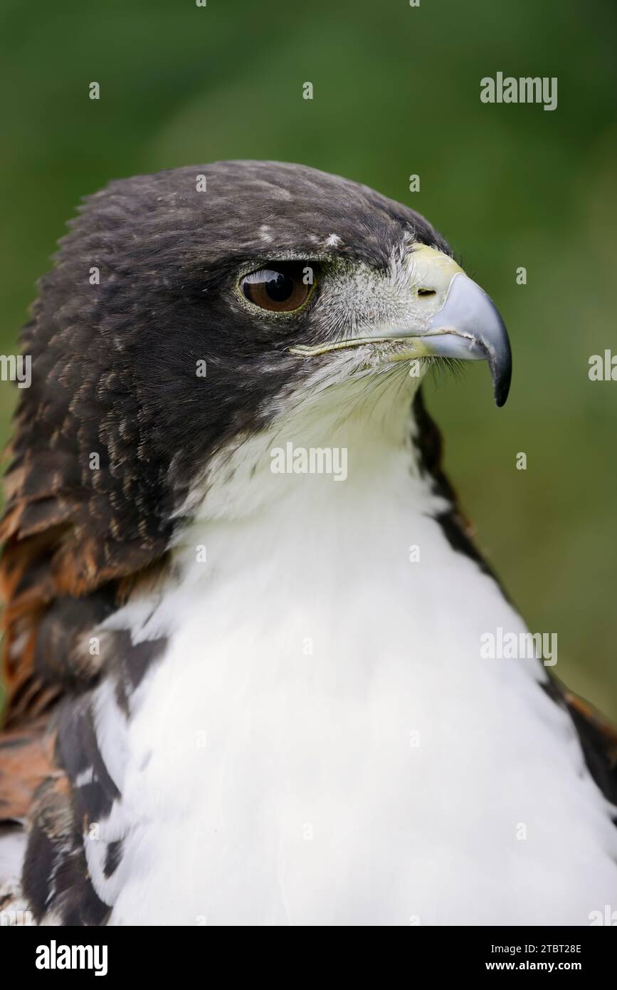 Hybrid between White-tailed Hawk and Red-backed Hawk (Buteo ...