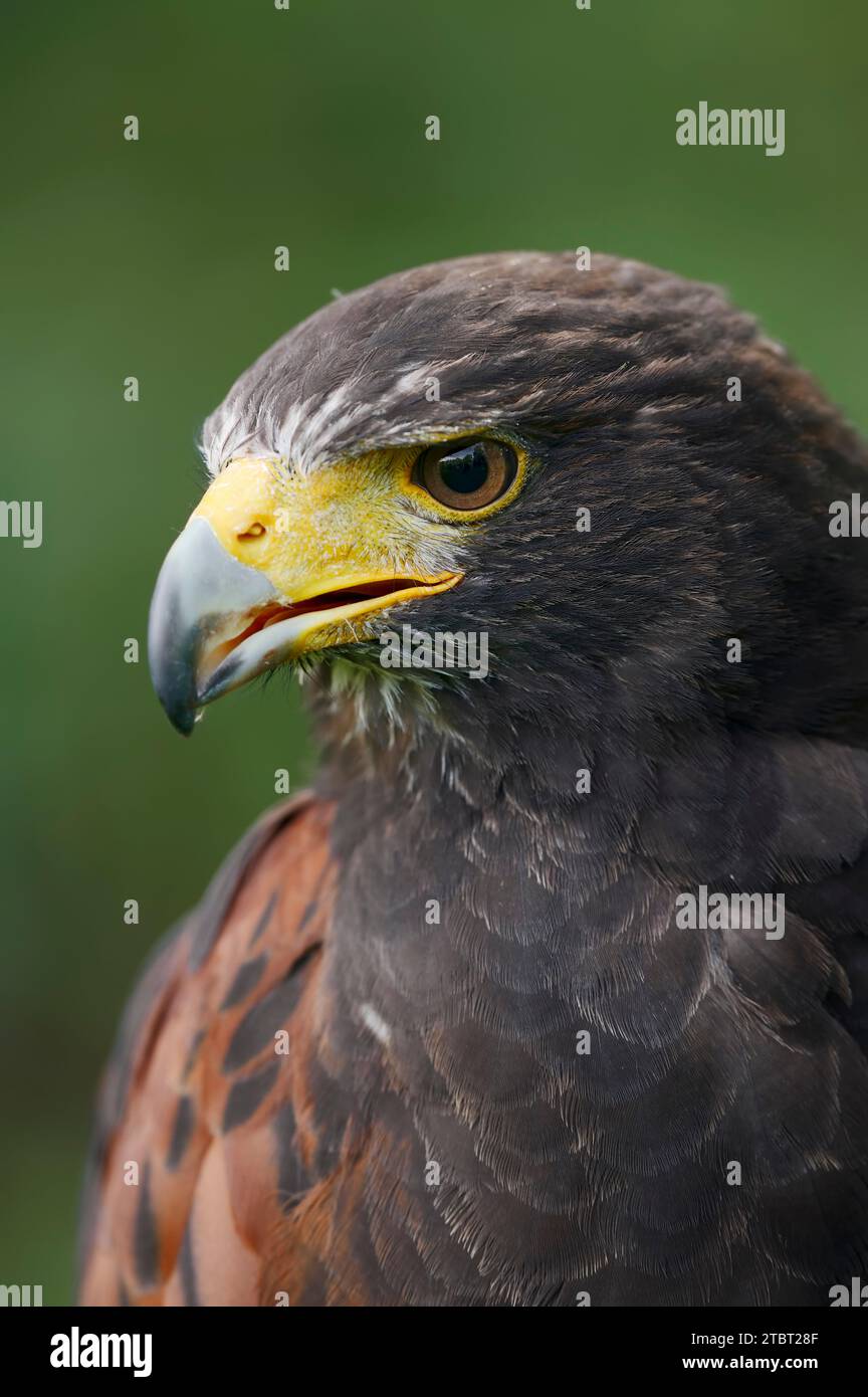 Desert Buzzard (Parabuteo unicinctus), portrait, North Rhine-Westphalia ...