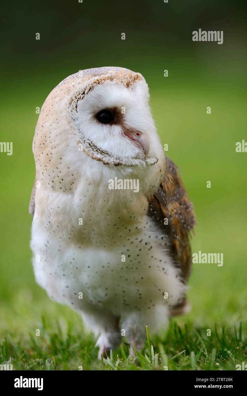 Barn owl stands hi-res stock photography and images - Alamy