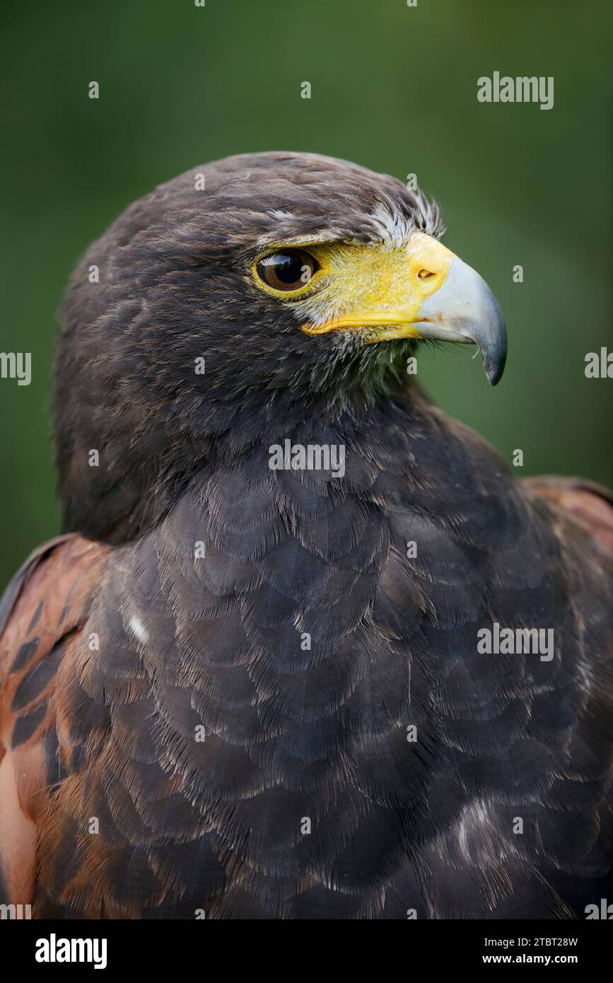 Desert Buzzard (Parabuteo unicinctus), portrait, North Rhine-Westphalia ...